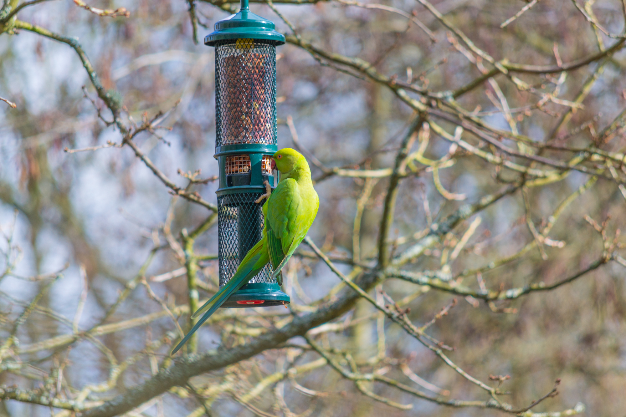 Birdspotting in Cassiobury Park, Watford - Andrew Lalchan Photographer