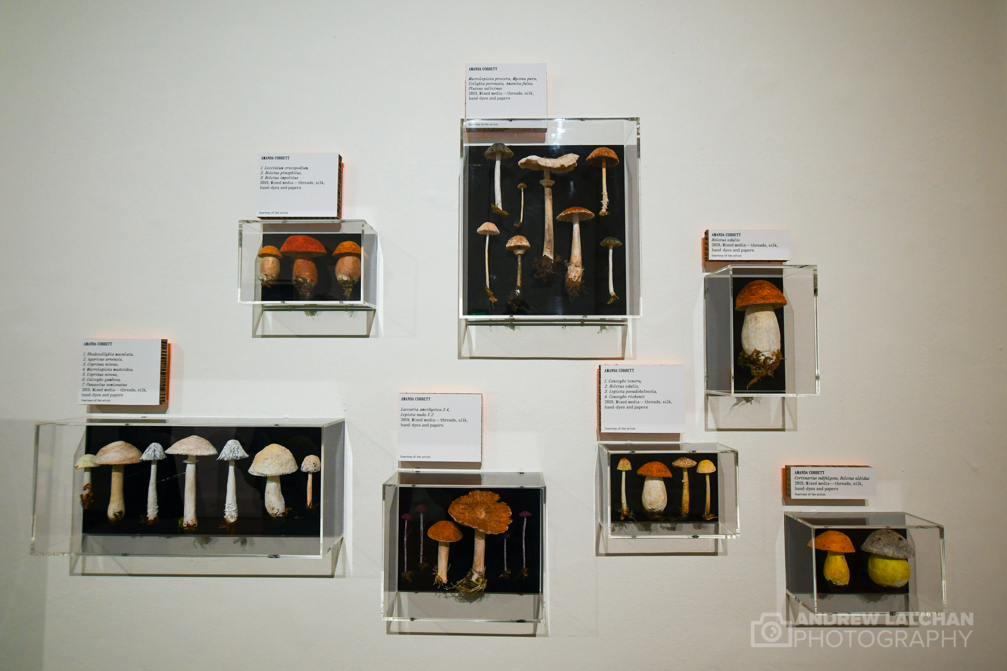Wild world of mushrooms exhibition at Somerset House