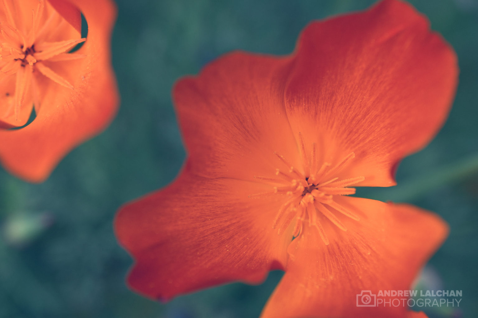 Californian Poppies in Watford